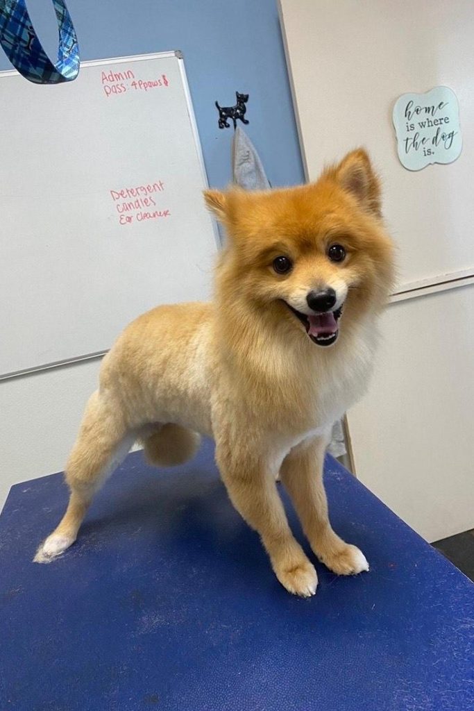 Photo Gallery – PRECIOUS PAWS INC.