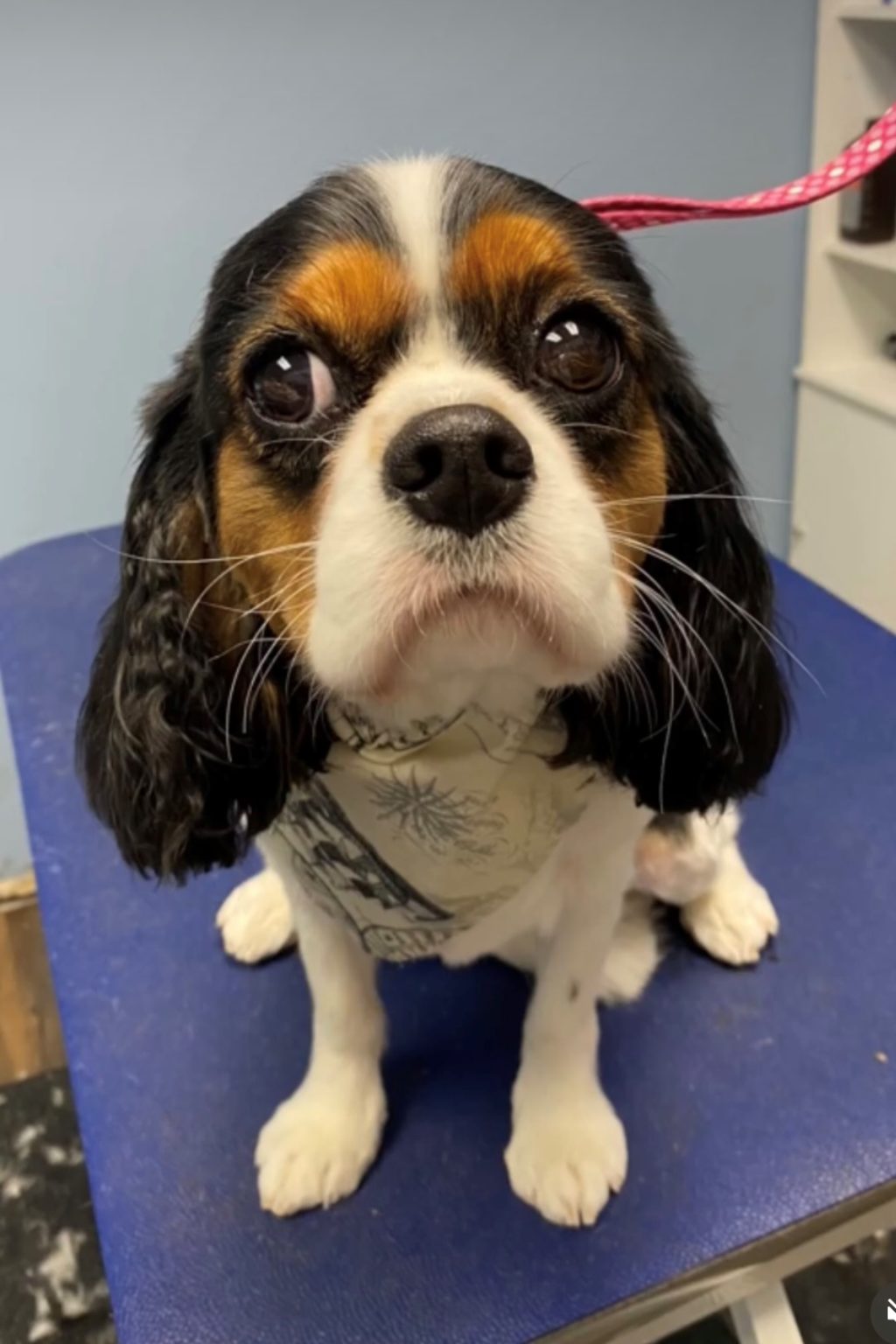 Photo Gallery – PRECIOUS PAWS INC.