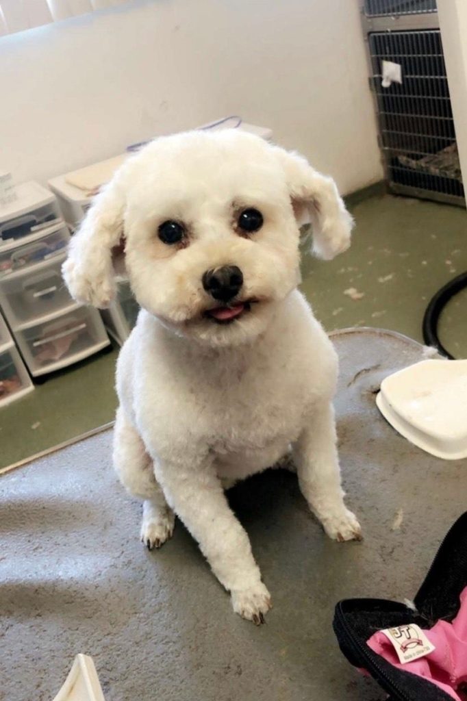 Photo Gallery – PRECIOUS PAWS INC.