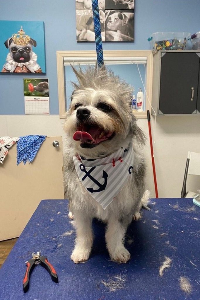 Photo Gallery – PRECIOUS PAWS INC.