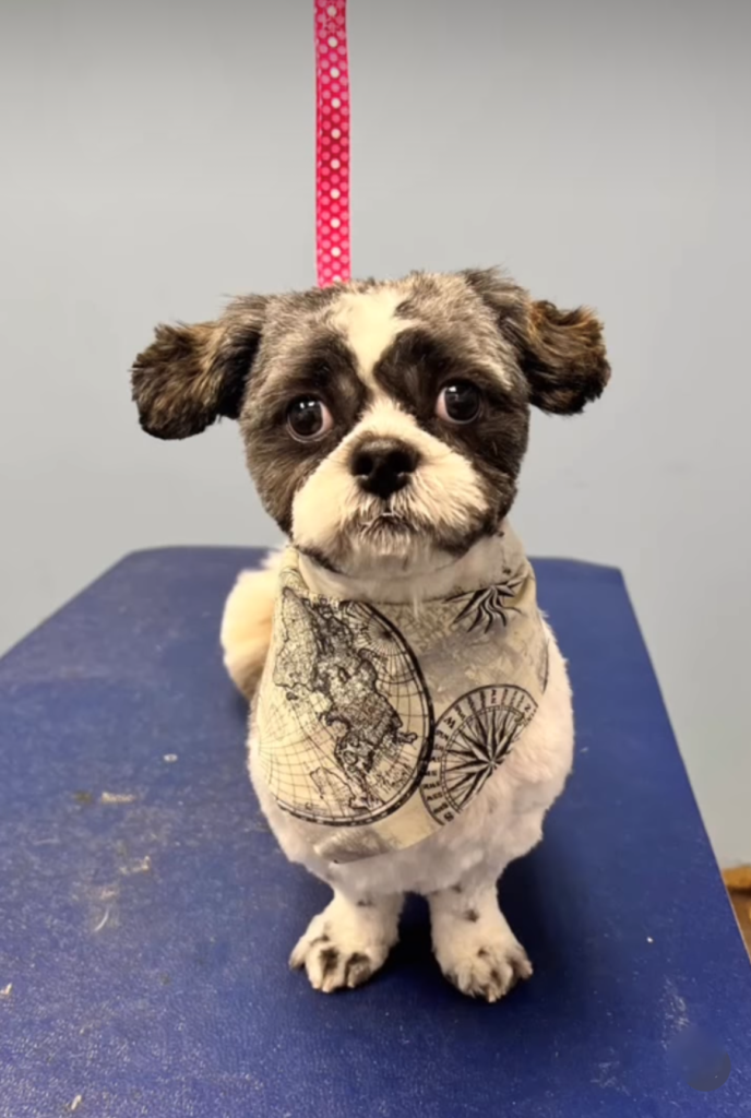 Photo Gallery – PRECIOUS PAWS INC.