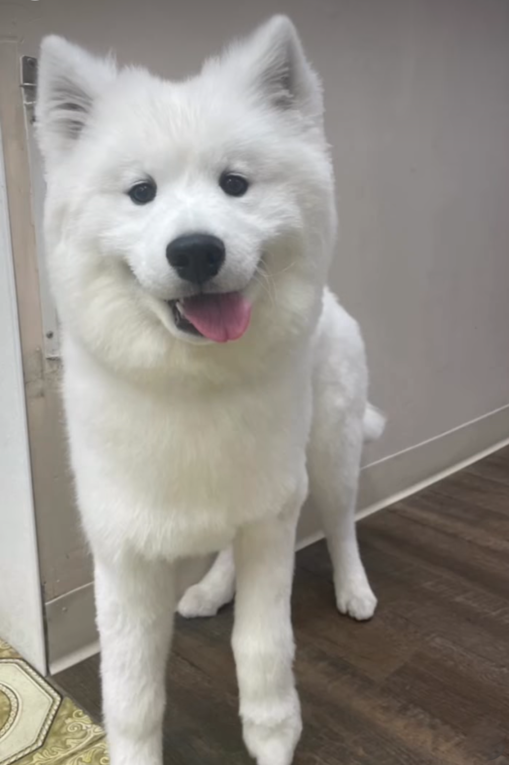 Photo Gallery – PRECIOUS PAWS INC.